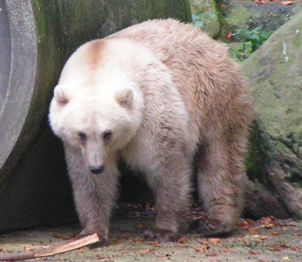 Grolar Bear Hybrids Are “Extremely Rare”, With Just 8 Confirmed ...