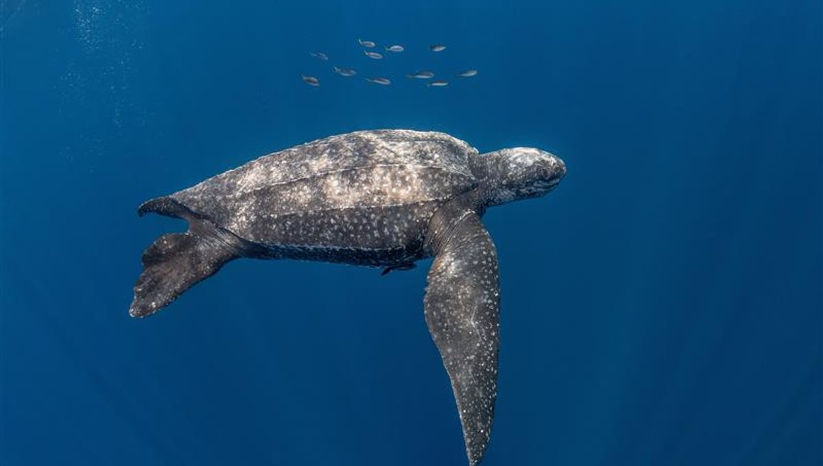 Leatherback Turtle Breaks World Deep-Diving Record | IFLScience