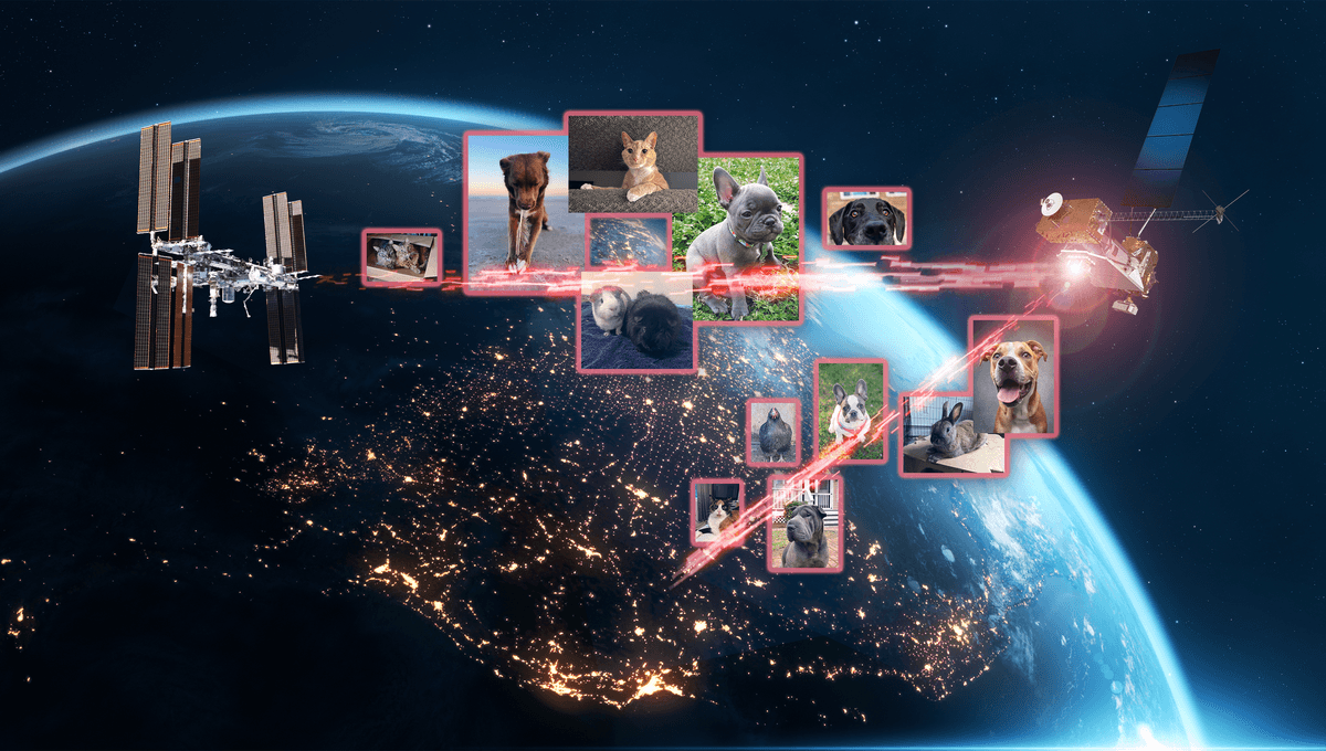 NASA Is Using A New Laser System To Spam The ISS With Videos Of Pets | IFLScience