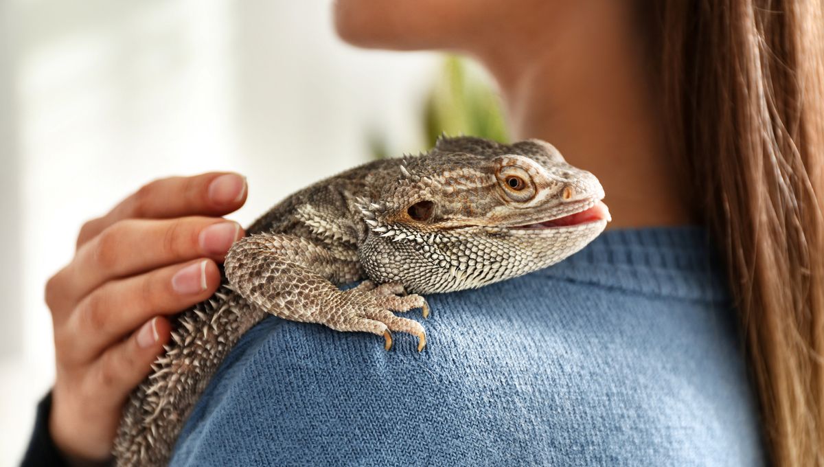 Don’t Kiss Your Pet Dragon, Unless You Fancy A Week On The Toilet ...