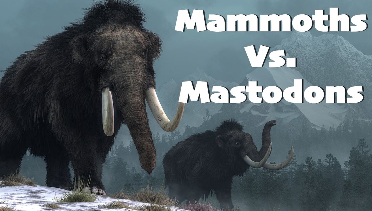 The Differences Between Mammoths And Mastodons | Video | IFLScience