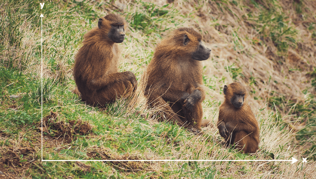 Baboons Appear To Do Statistics The Same Way You Do | IFLScience