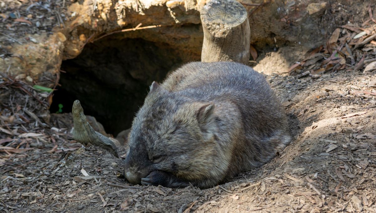 Wombat Burrows Make Great Hotels For Many Small Animals In Need | IFLScience