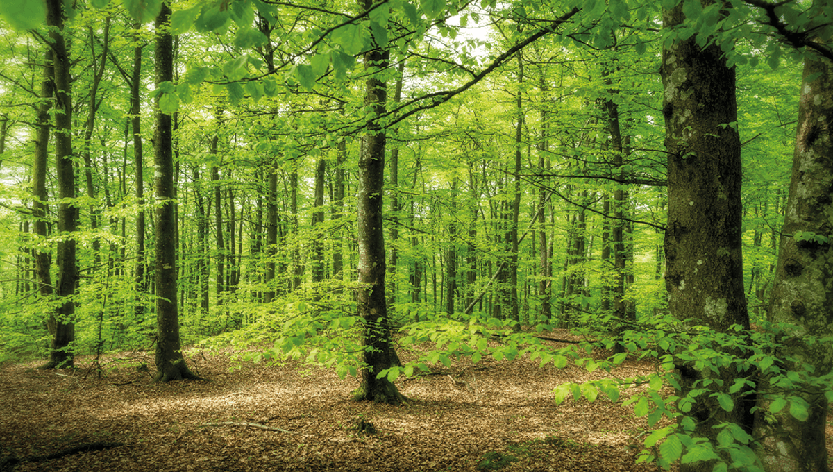 Summer Solstice Is "Jaw-Dropping" Solution To Beech Tree Masting ...