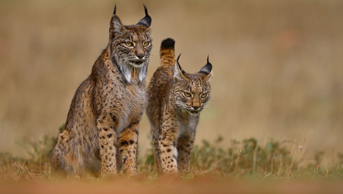 Iberian Lynx No Longer Endangered After Remarkable Recovery | IFLScience