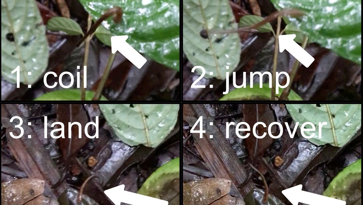 Sorry To Inform You But Leeches Can Jump – And They've Been Caught On Camera | IFLScience