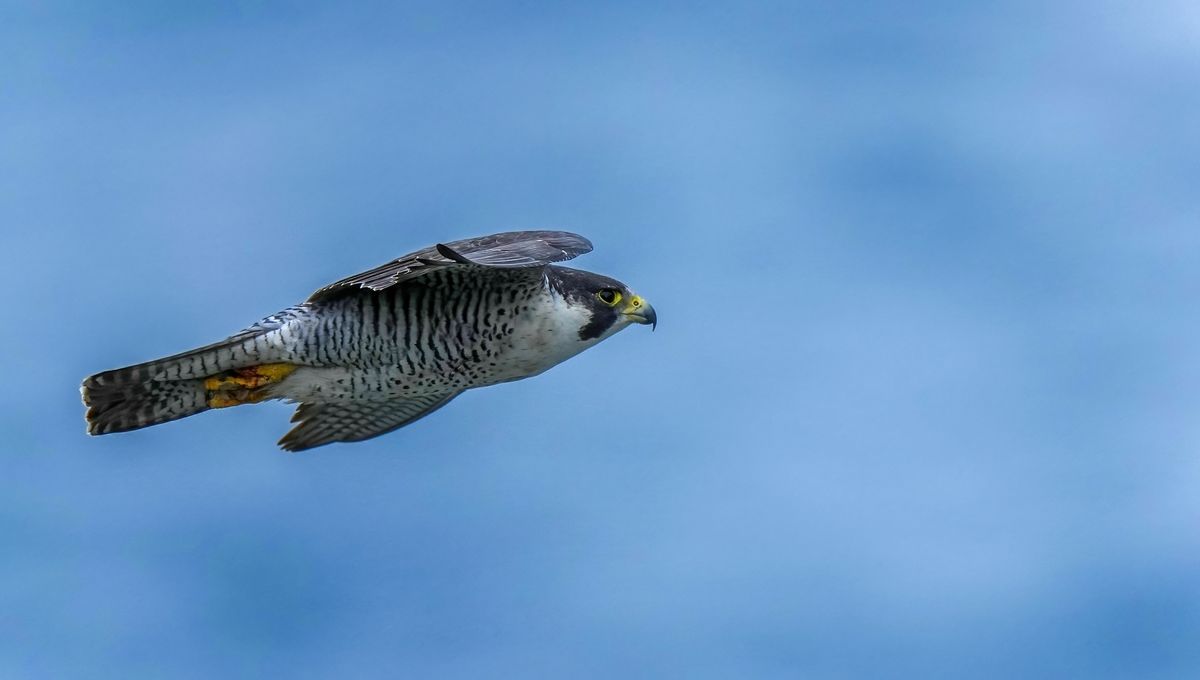 What’s The Fastest Bird In The World? | IFLScience