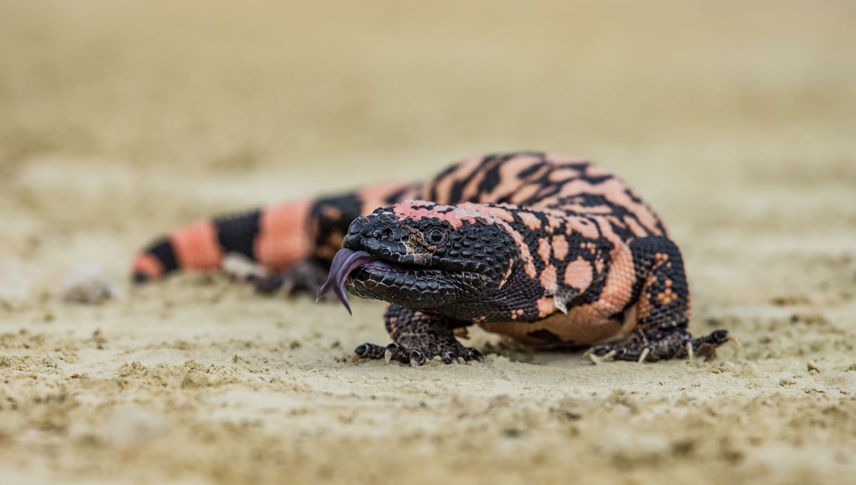 Meet The Gila Monster: The Only Venomous Lizard In The United States ...