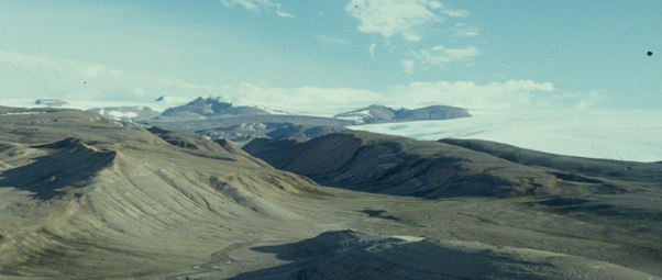 Mummified Fossil Forest Shows How Walnuts Once Thrived In The Arctic ...