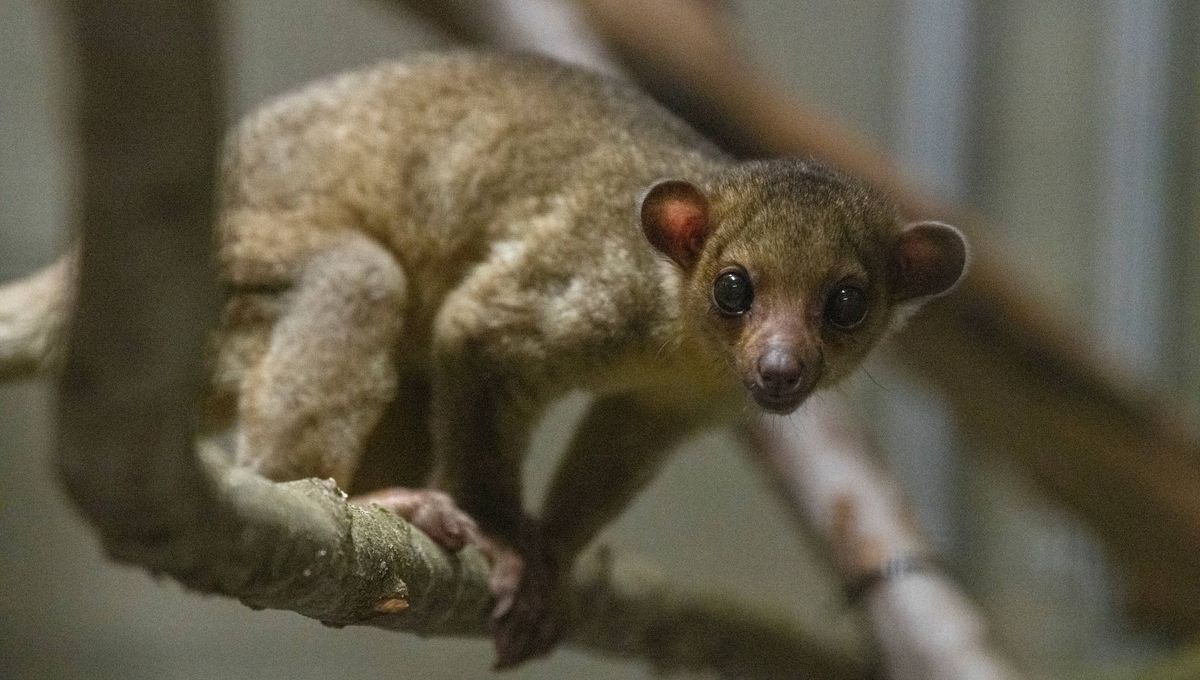 Kinkajou Photos Of The South Of Africa What Is A Kinkajou? | Gulo In
