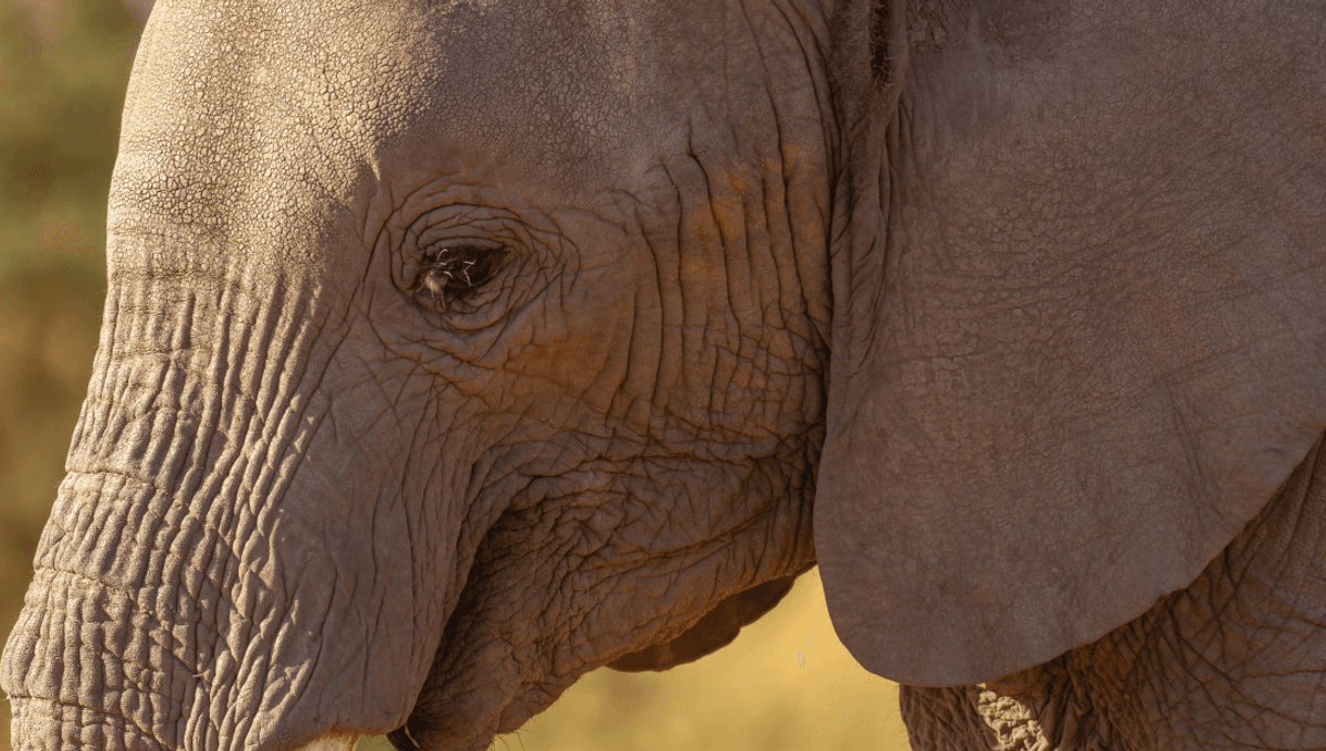 Elephants Have A Private Way Of Communicating That Humans Can't Hear ...