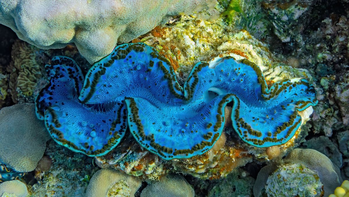 To Make A Better Solar Cell Consult A Giant Clam | IFLScience