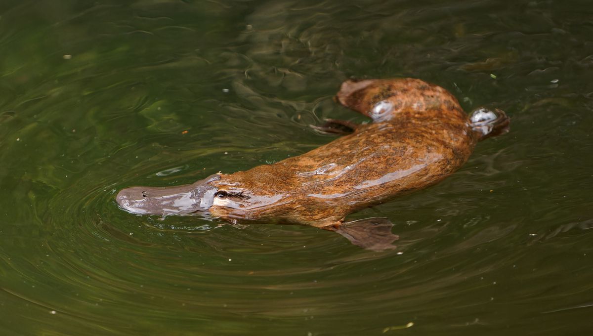 How The Platypus Lost Its Stomach | IFLScience