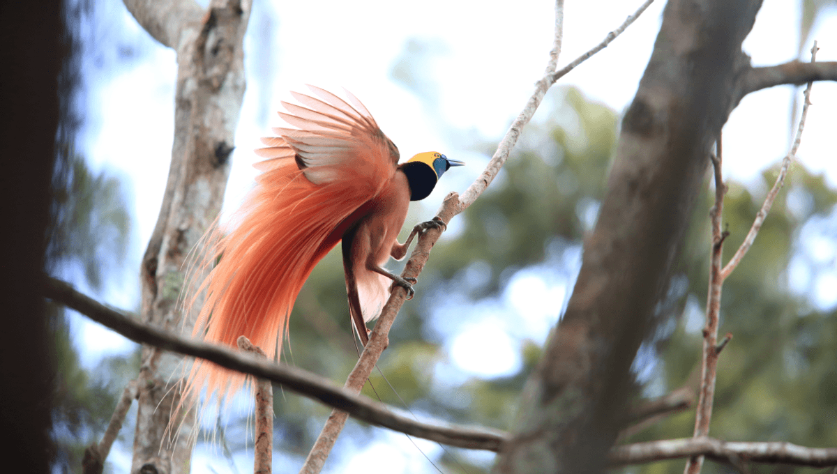 Rare Birds-Of-Paradise Hybrids Exist Among The World’s Most Flamboyant ...