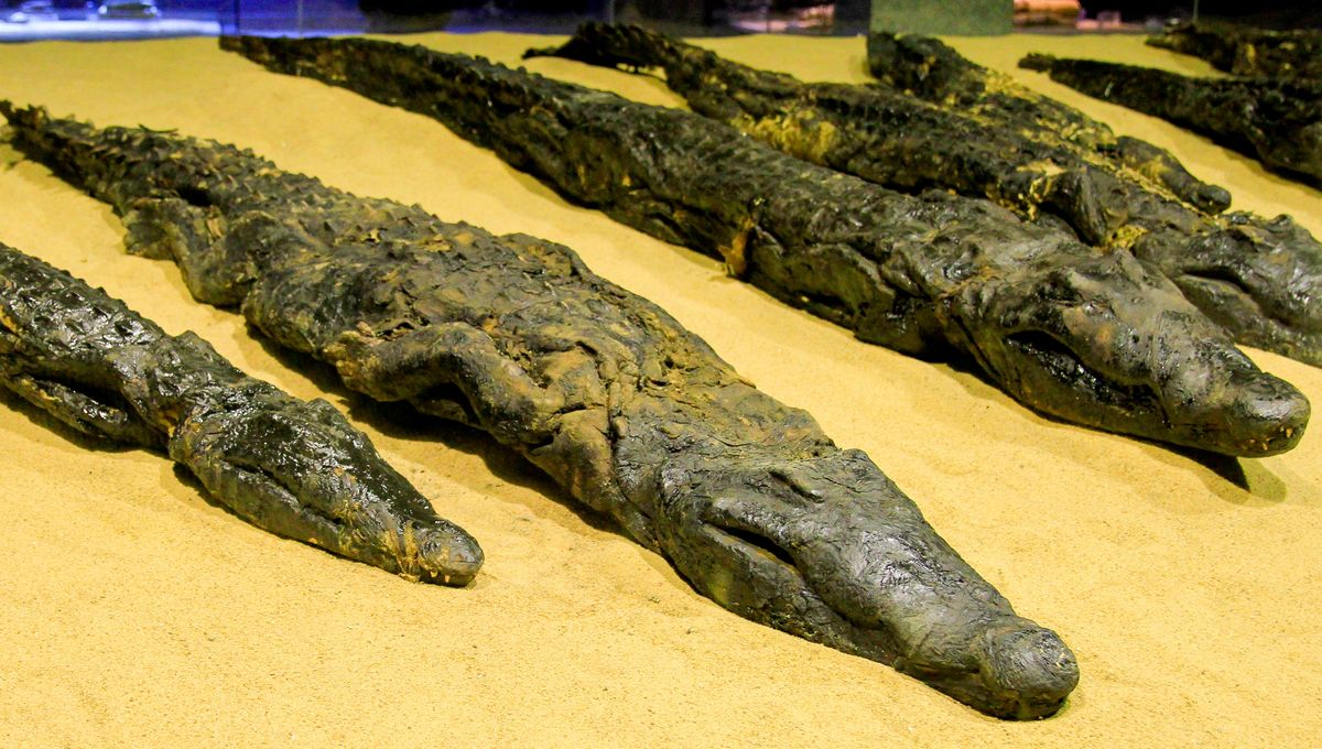 Secrets Of Ancient Egyptian Crocodile Cult Revealed By Mummified Croc ...