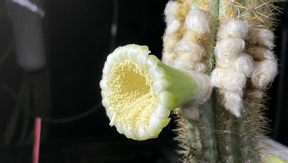 Florida Cactus Is First Local Extinction In USA Due To Sea Level Rise ...