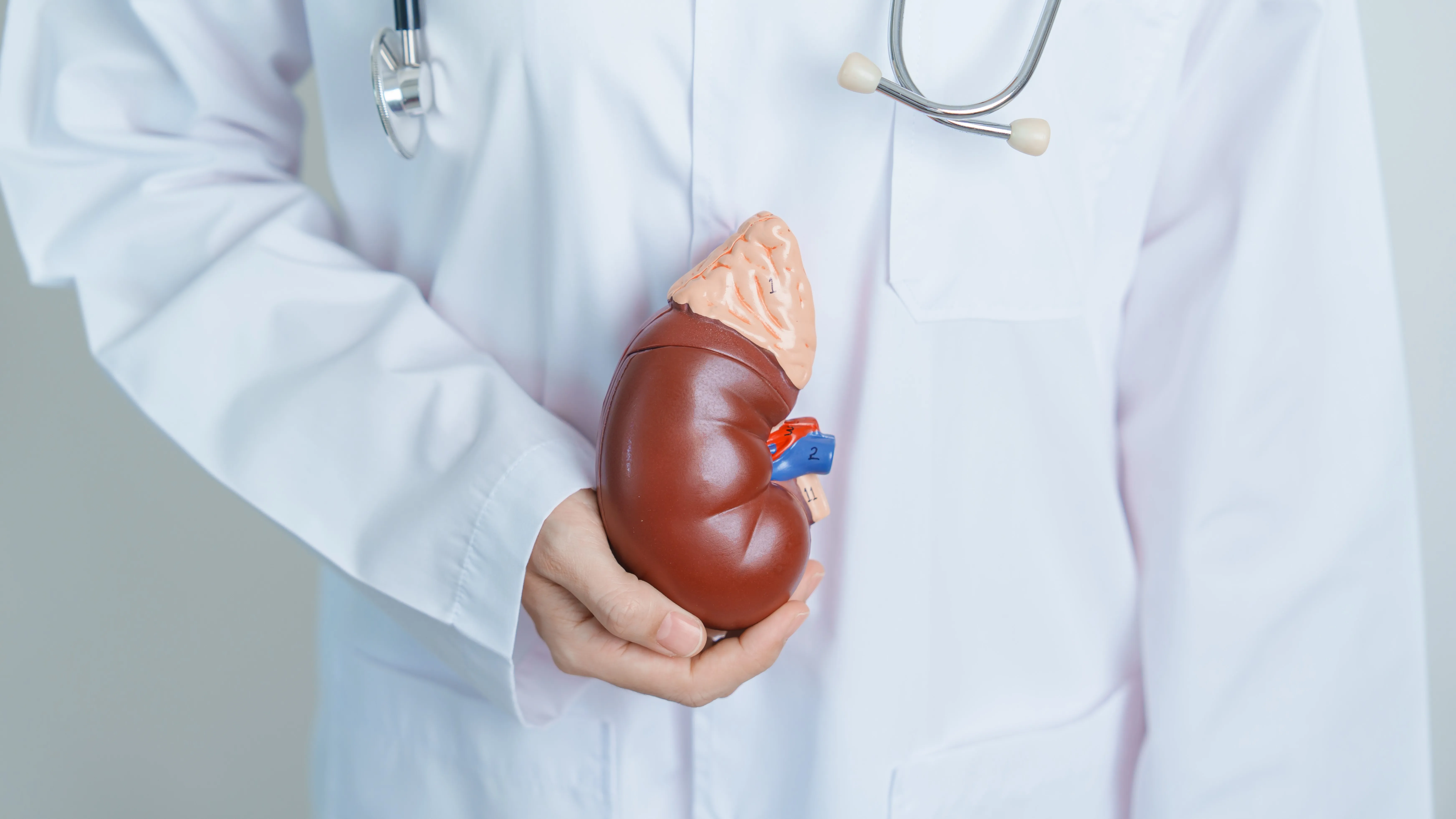 Real Human Kidney Transplant