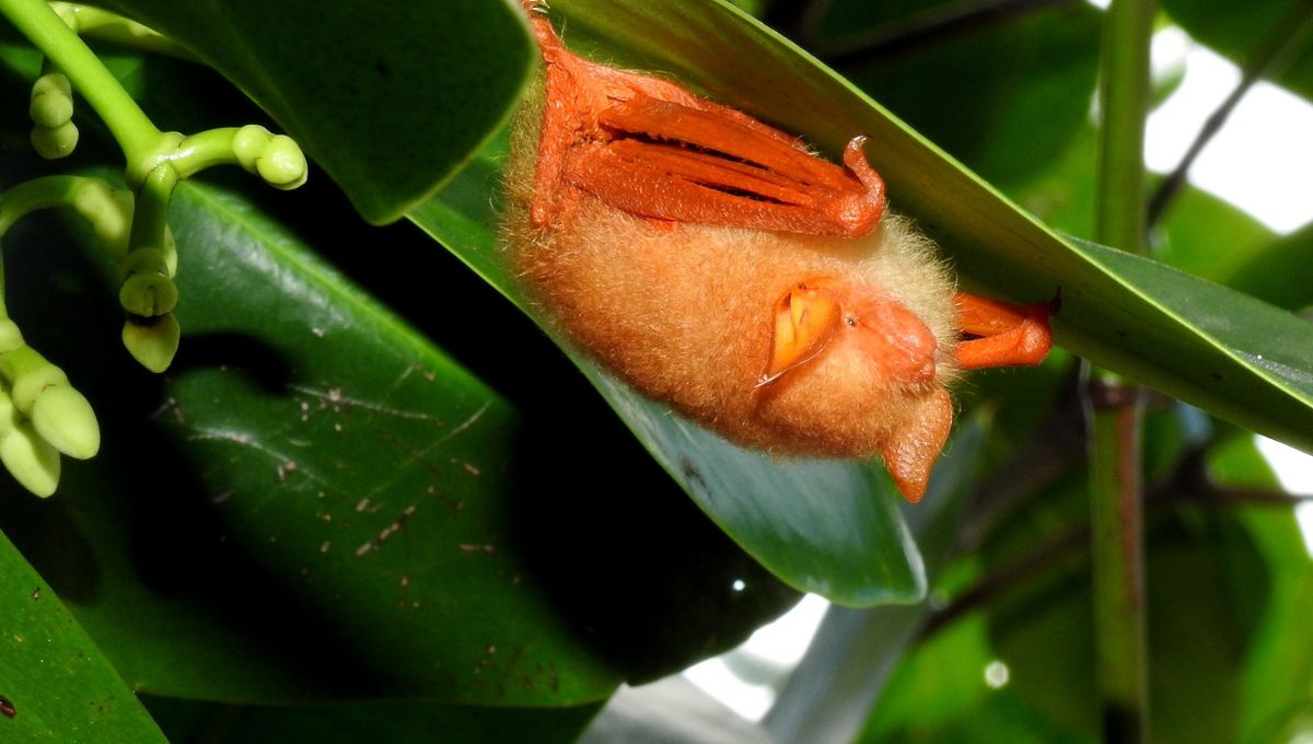 Beautiful Orange Bat Being Sold On Etsy and eBay Faces Uncertain Future ...