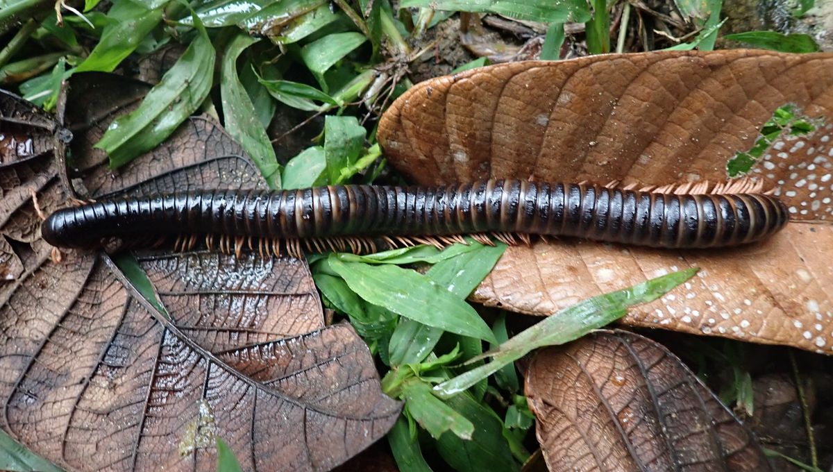 Giant Millipede Lost For Over 120 Years Rediscovered In Madagascan ...