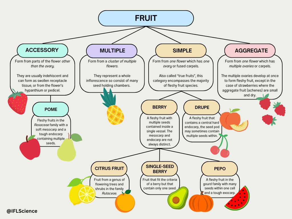 People Are Just Finding Out Raspberries Are Not Berries | IFLScience