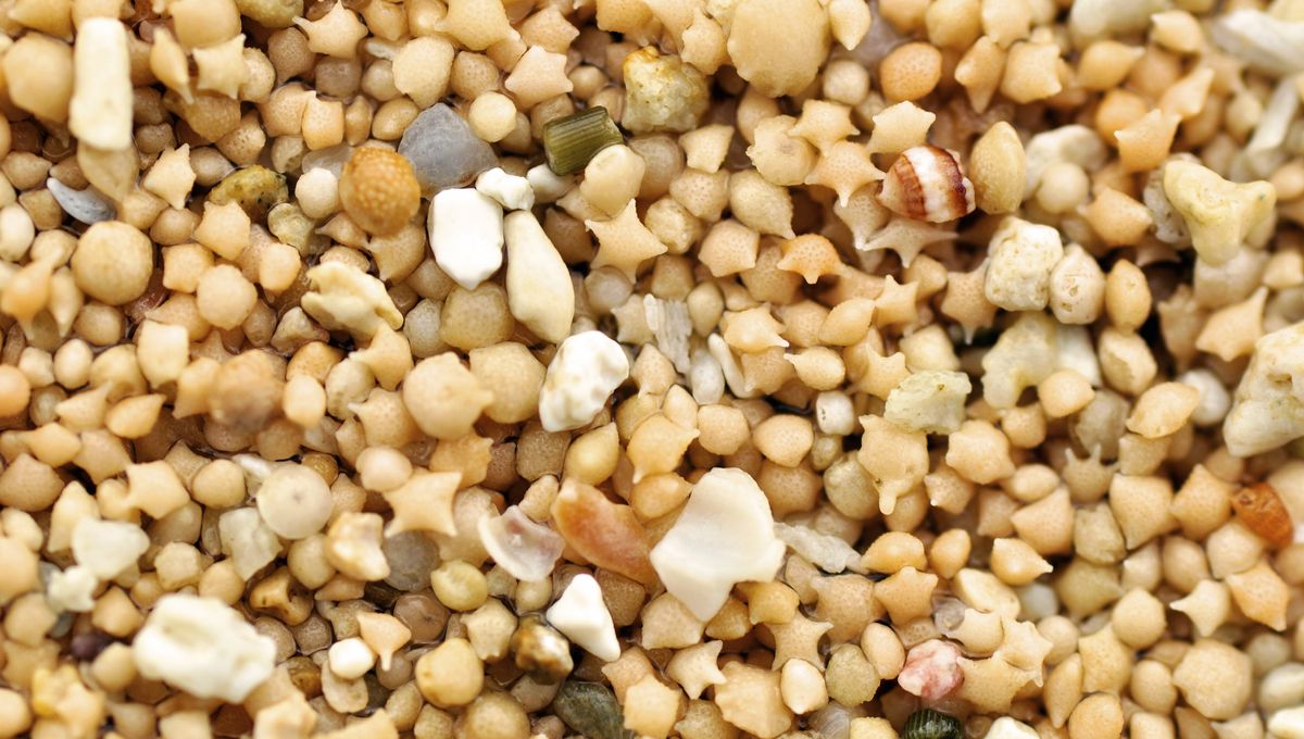 Rare Star-Shaped Sand Can Be Found On These Japanese Beaches | IFLScience