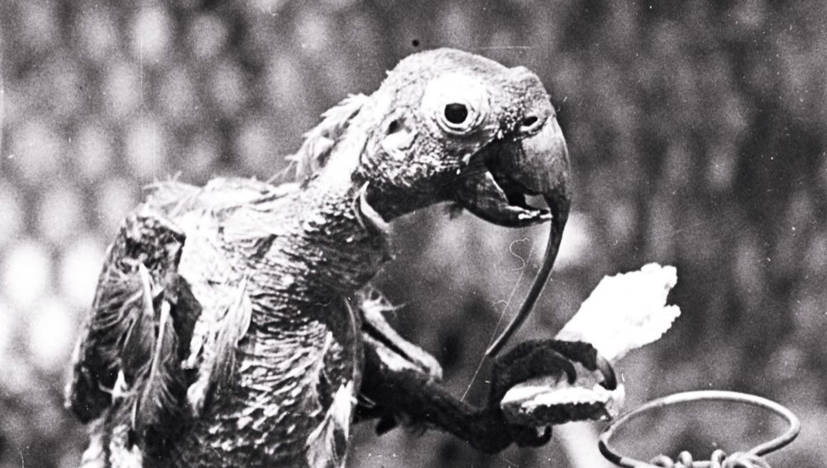 Cocky Bennett Was 120 When He Died. Also, He Was A Parrot. | IFLScience
