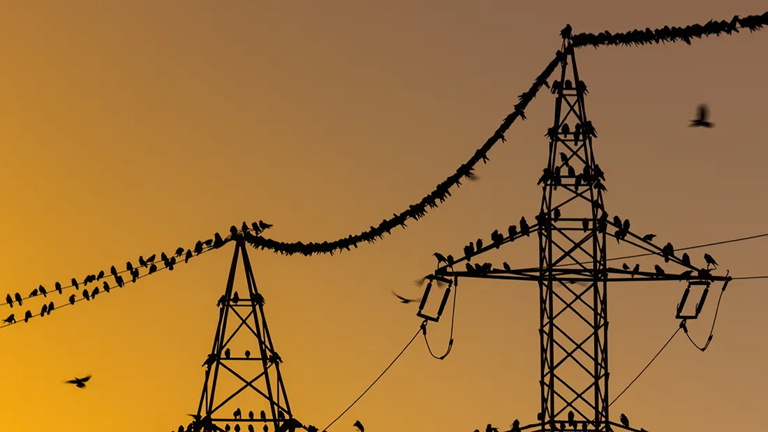 High Voltage Power Lines And Birds On White Background
