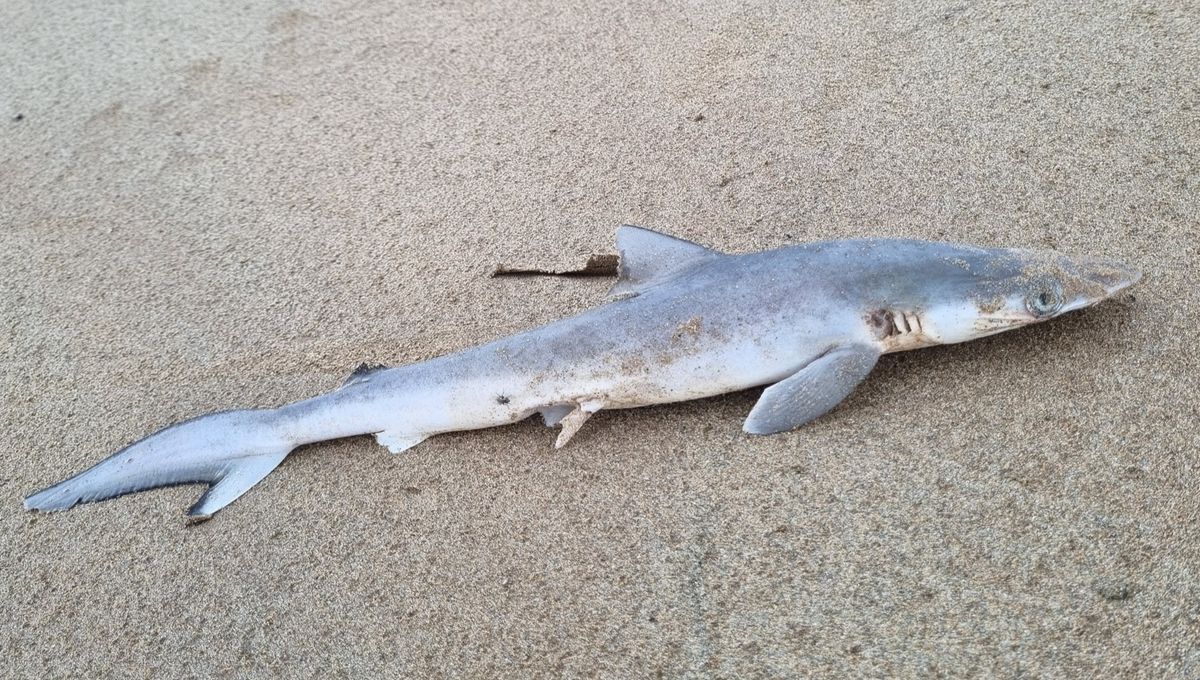“Cocaine Sharks” Found Off The Coast Of Brazil | IFLScience