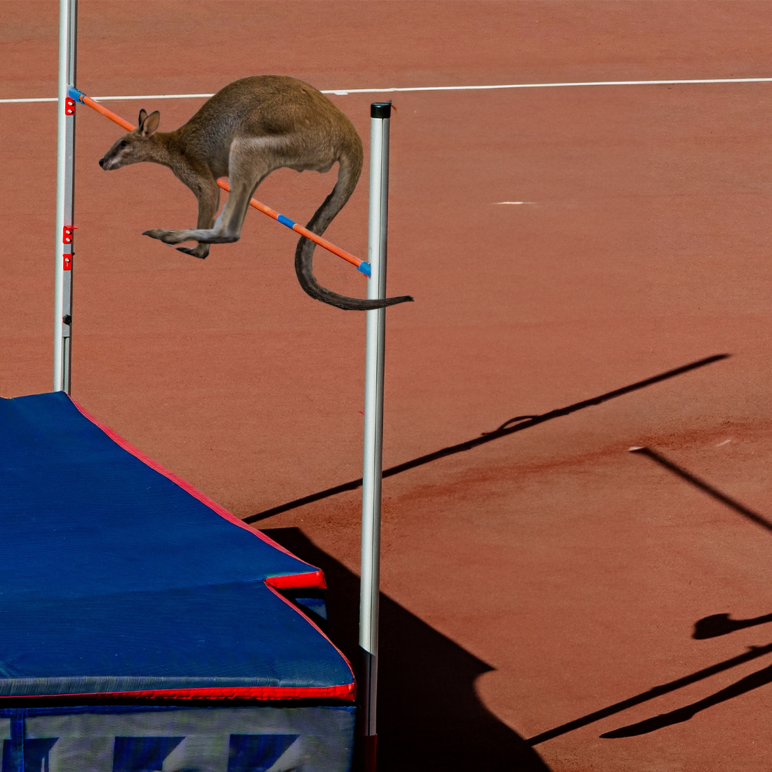If Animals Could Compete In The Olympics, Which Events Would They Win ...