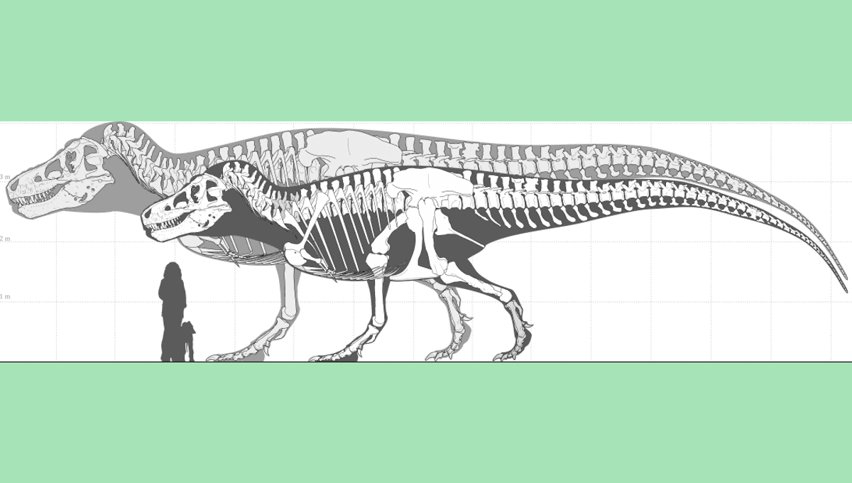 How Large Were The Biggest Dinosaurs? New Research Just Supersized T ...