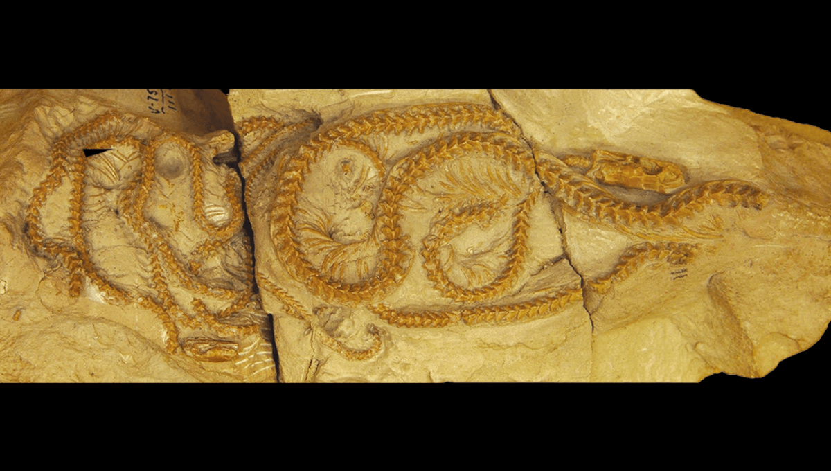 Rubber Boa Snake Skeleton