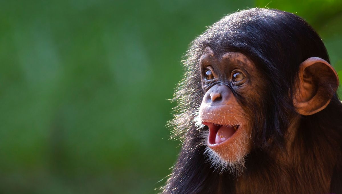 Videos Of Chimps Saying "Mama" Fuel Debate Around Speech Capabilities ...