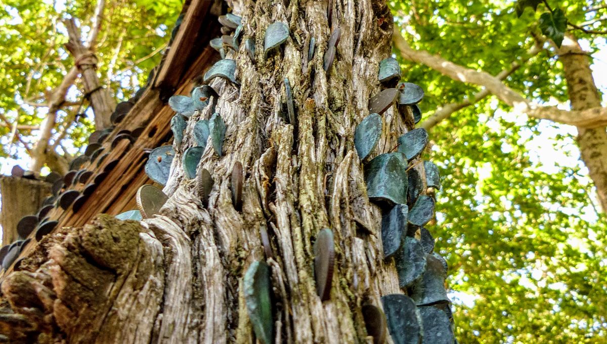 Spotted Coins Hammered Into A Tree Trunk? It’s A 300-Year-Old Tradition | IFLScience
