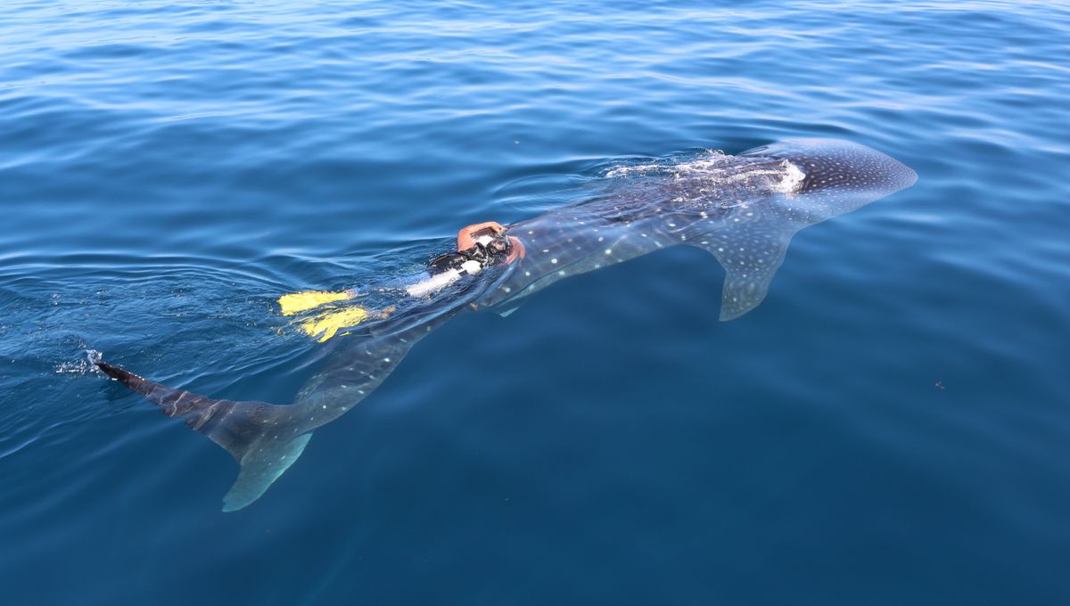 Whale Shark “Rio Lady” Tracked For Record-Breaking 4 Years In Gulf of ...