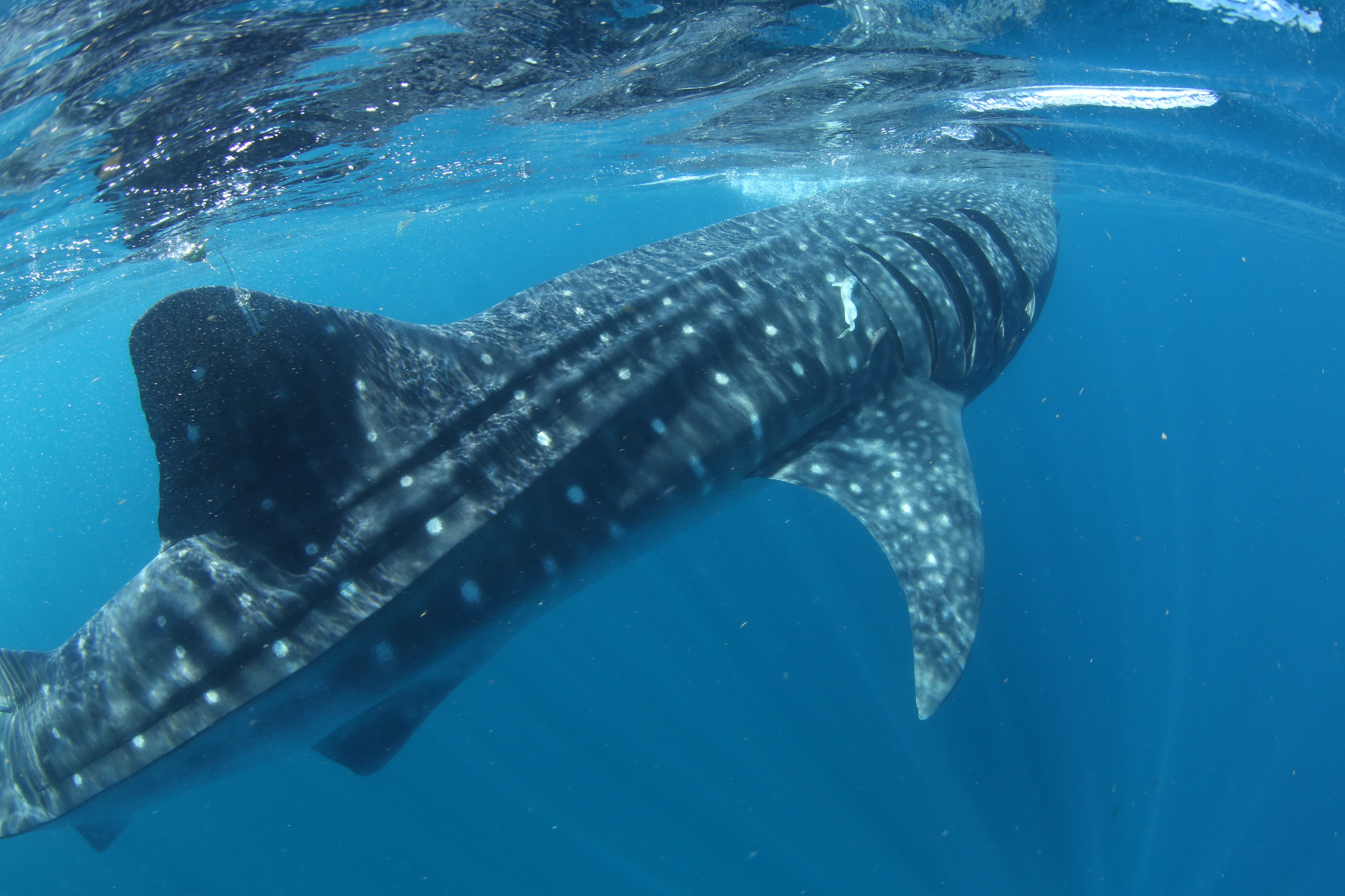 Whale Shark “Rio Lady” Tracked For Record-Breaking 4 Years In Gulf of ...
