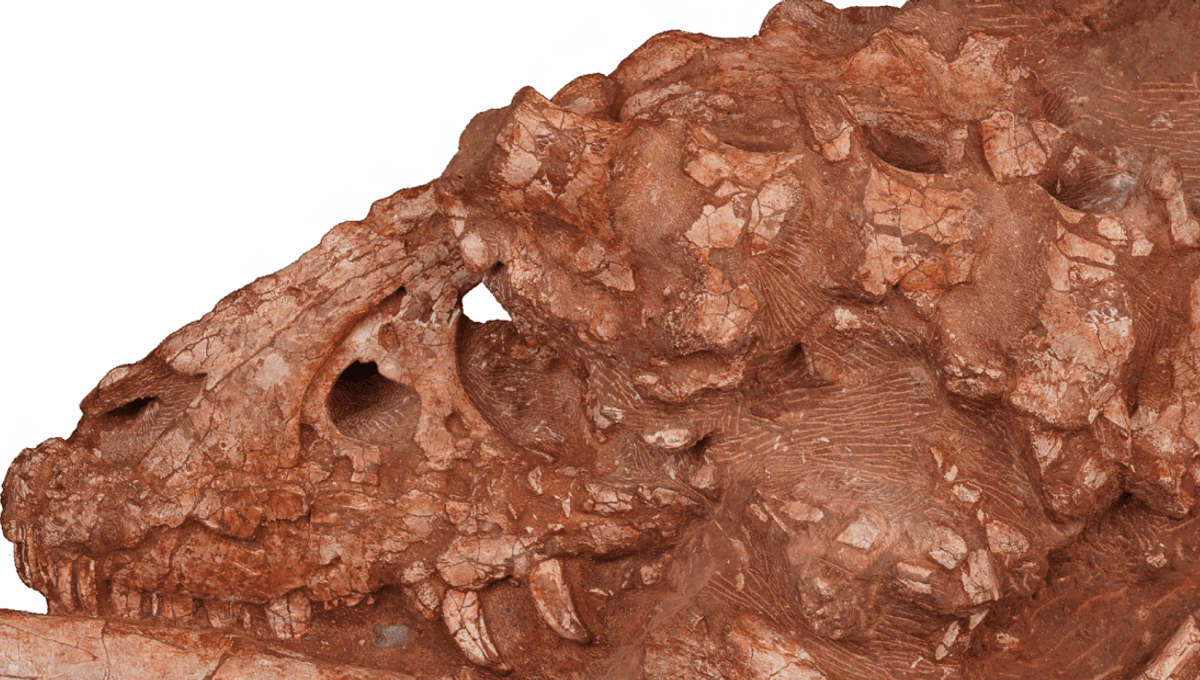 New Species Of 69-Million-Year-Old Tyrannosaur Identified In Awesome ...