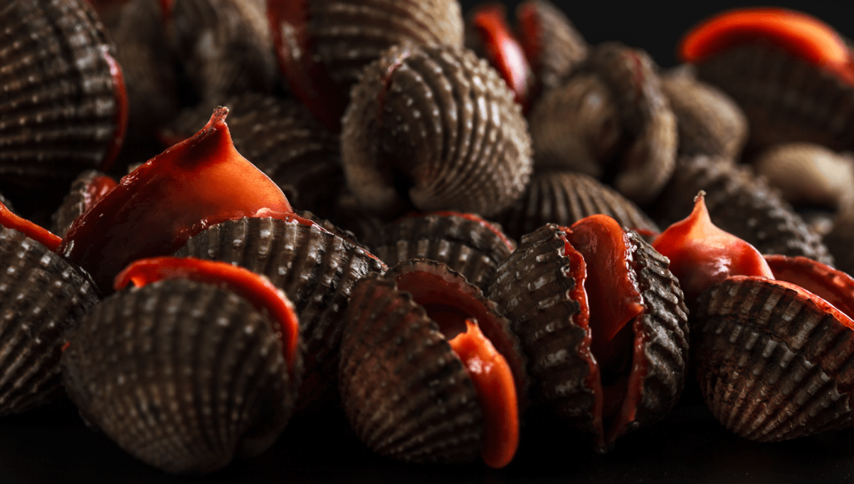 Blood Clams: The Dangerous Delicacy You Can't Take Your Eyes Off ...
