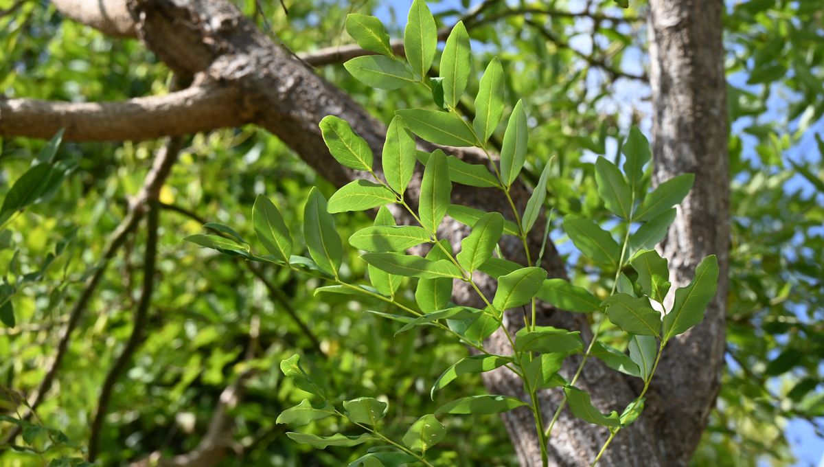 Streetlights Are Making Nearby Trees’ Leaves Harder To Eat | IFLScience