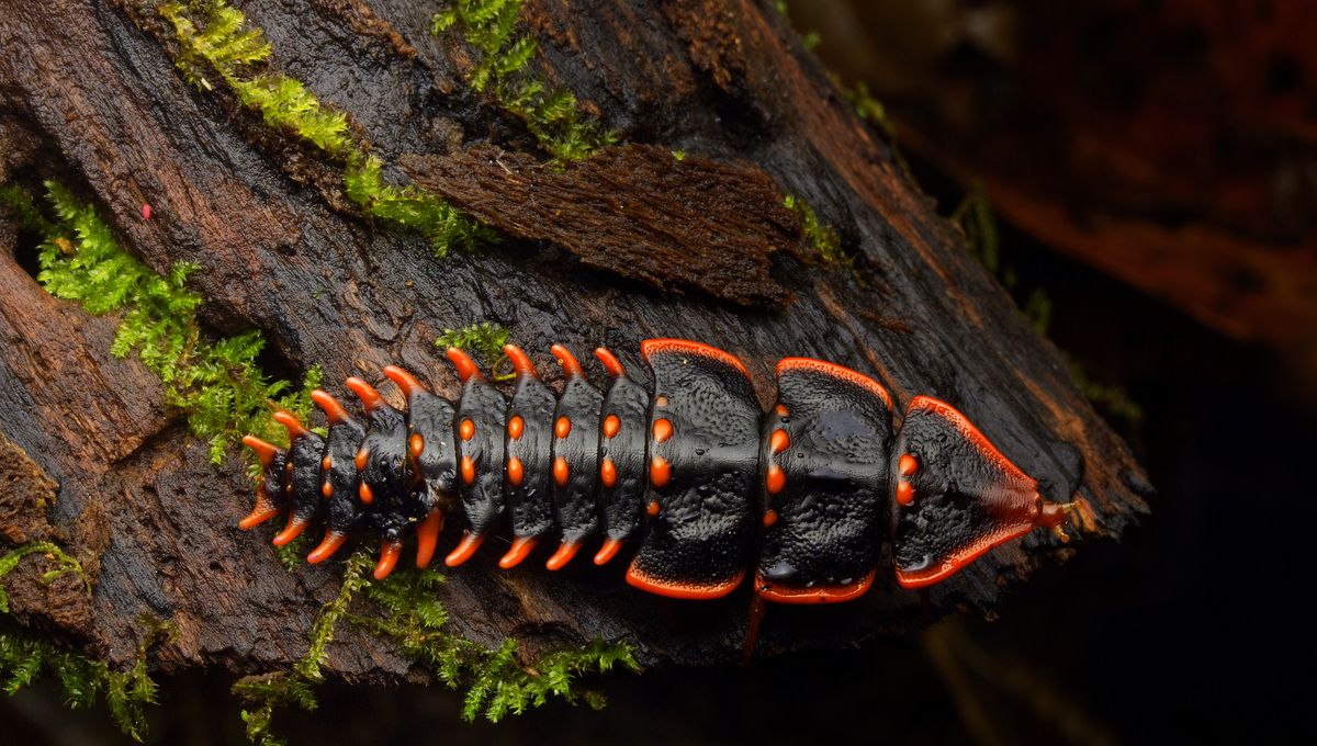 Meet The Trilobite Beetles: Prehistoric-Looking Insects With Peculiar ...