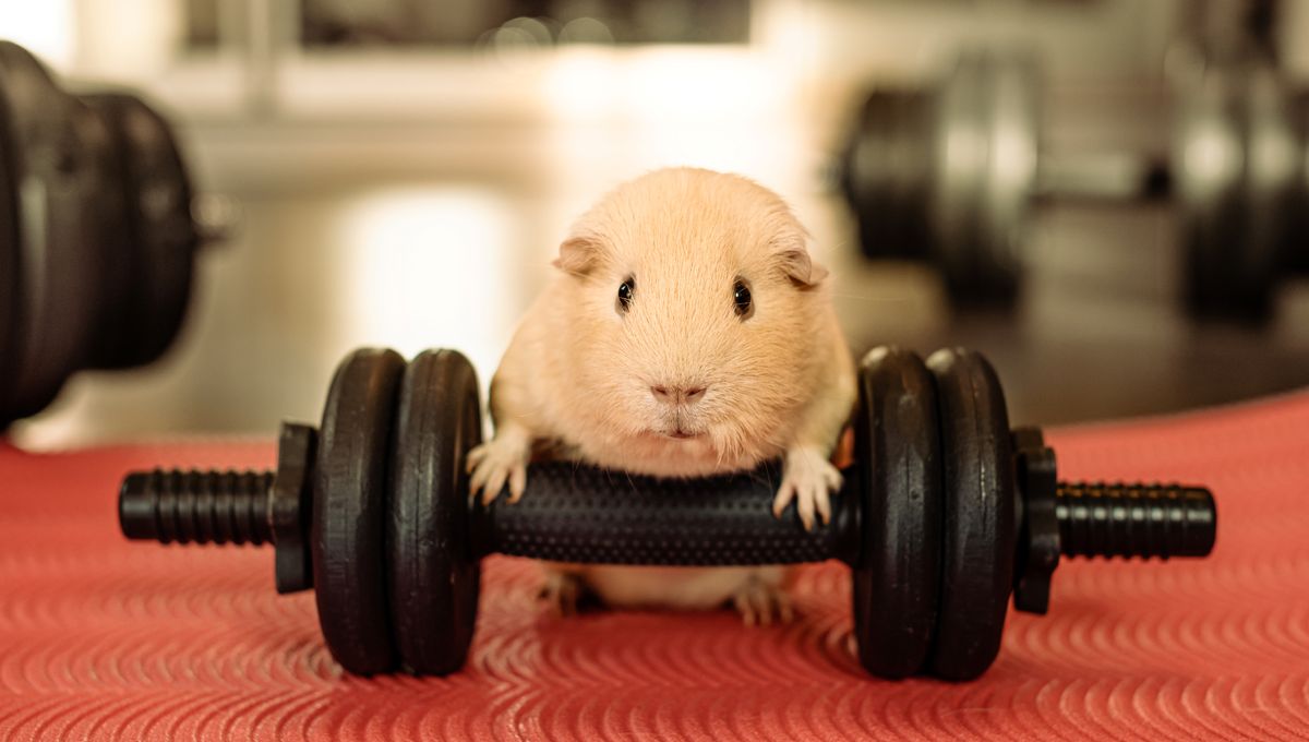 What Are The Strongest Bones In The Animal Kingdom? | IFLScience