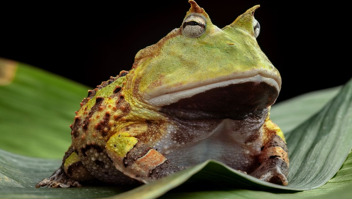 Pacman Frogs: Wide Mouths, Round Figures, And Impressive Bites | IFLScience