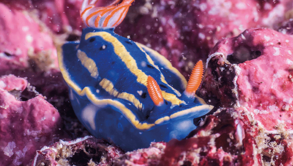 Scientists Have Reared These Colorful Sea Slugs From Egg To Adult For ...