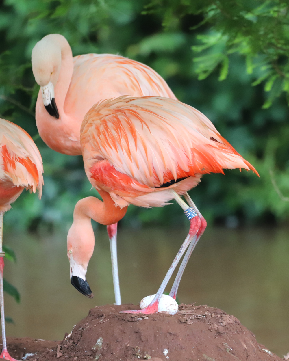 Same-Sex Flamingos Curtis And Arthur Have Successfully Hatched A Chick ...