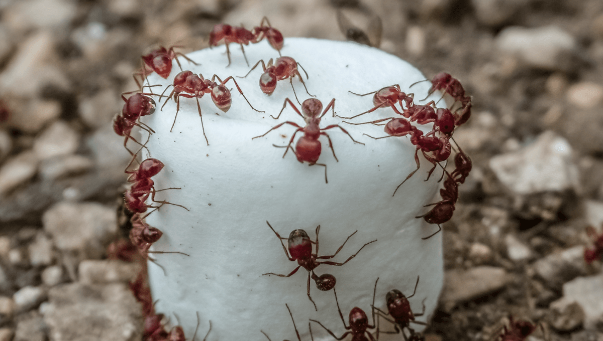 Harvester Ants' Powerful Venom Could Kill A Human In 500 Stings ...