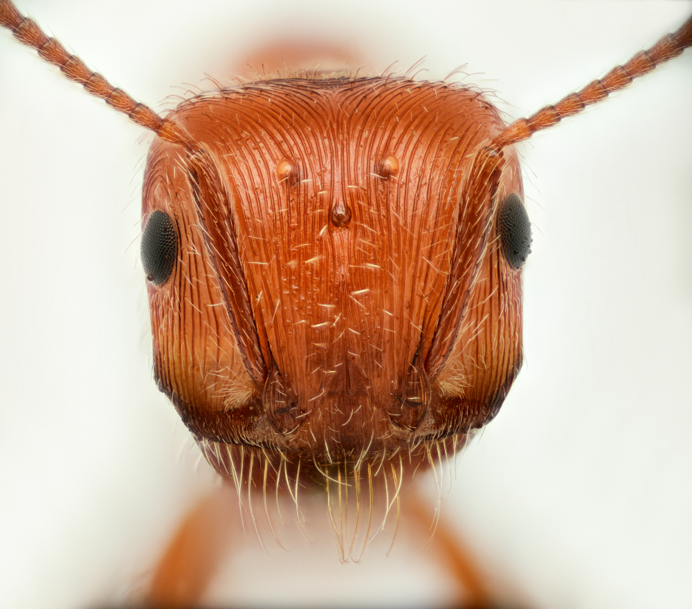 Harvester Ants' Powerful Venom Could Kill A Human In 500 Stings ...