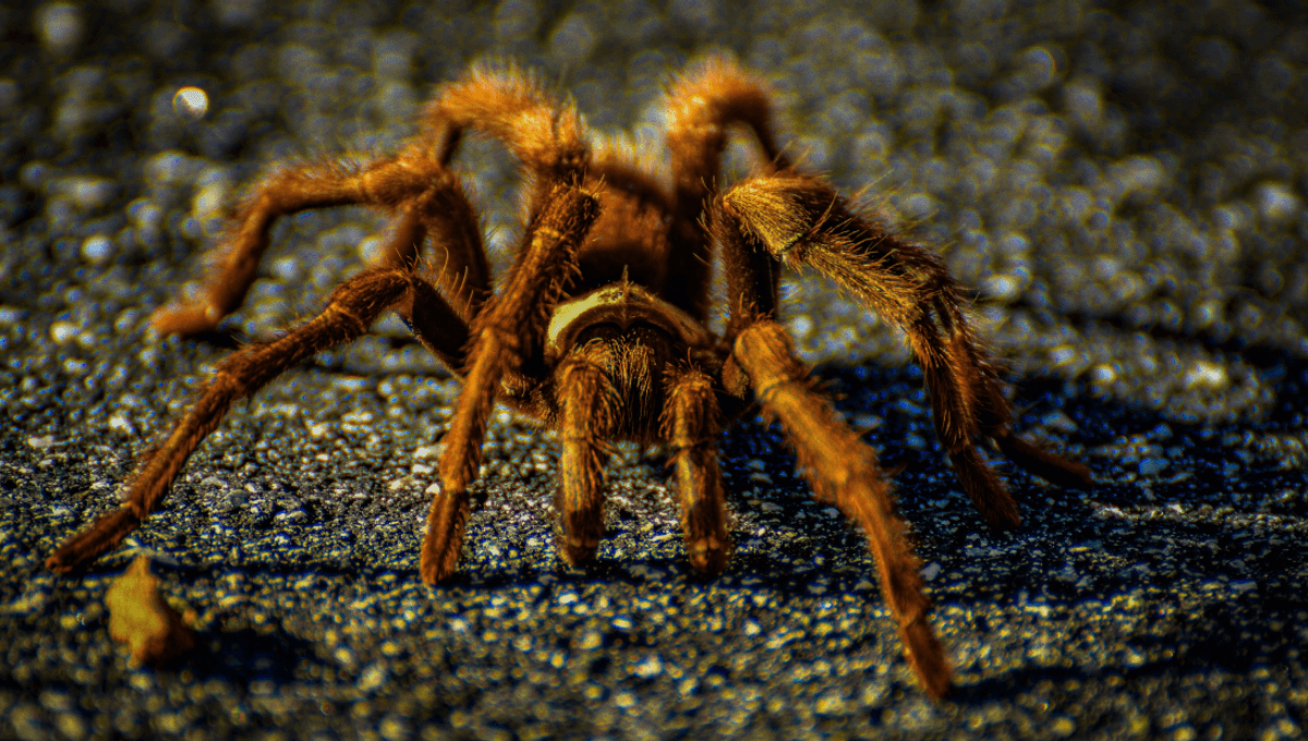 Softball-Sized Tarantulas Are Crossing State Lines In Their Thousands ...
