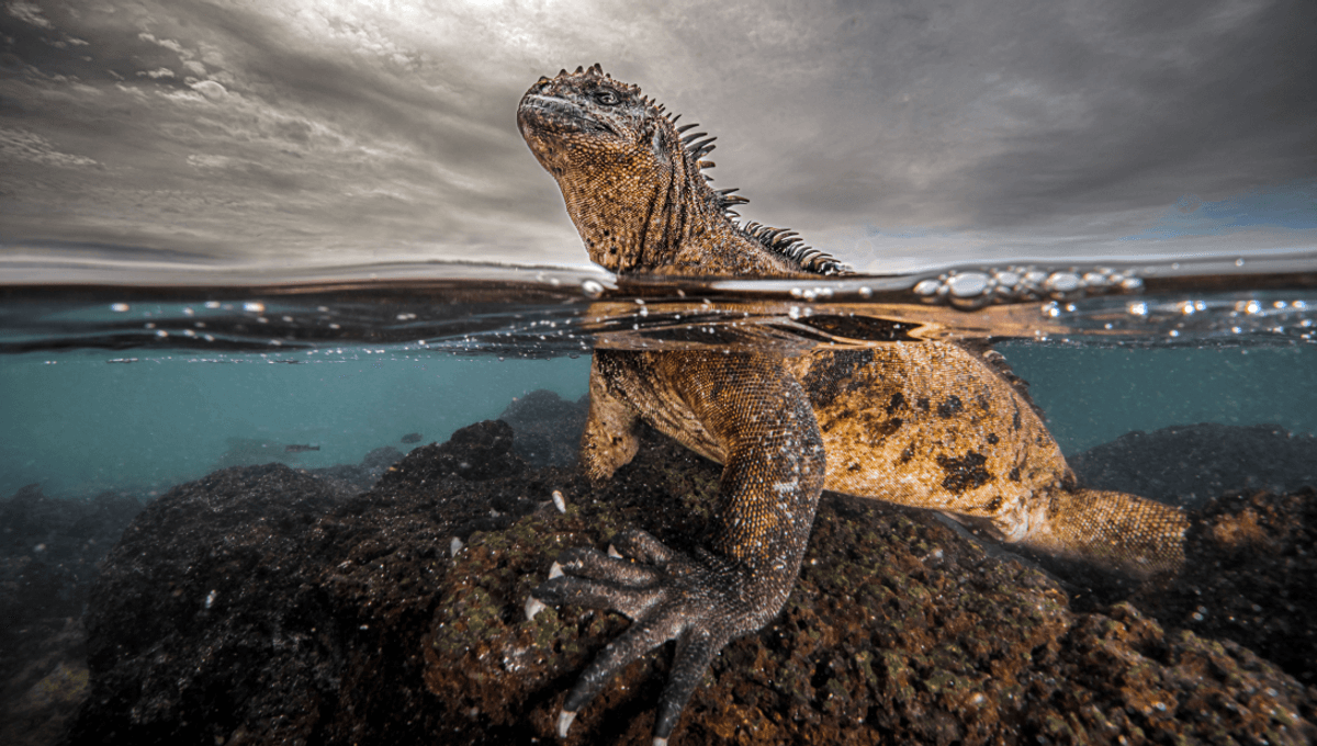 Sea Iguana Godzilla