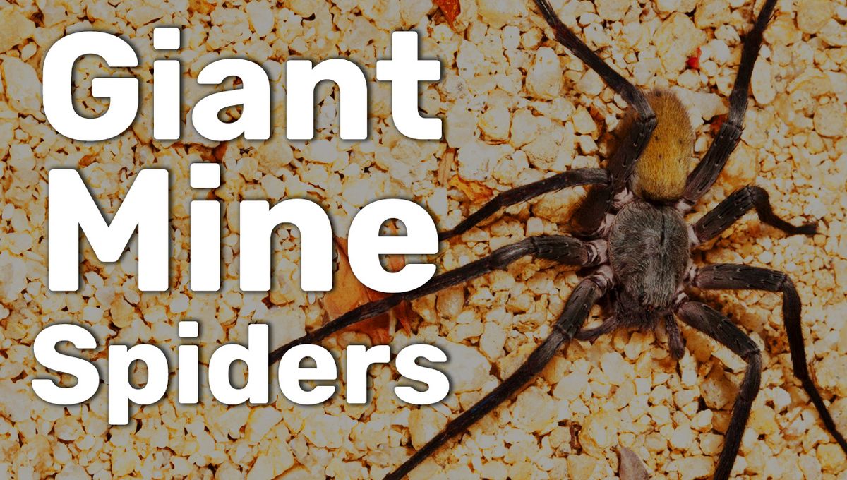 How Large Are Mine Spiders? | Video | IFLScience
