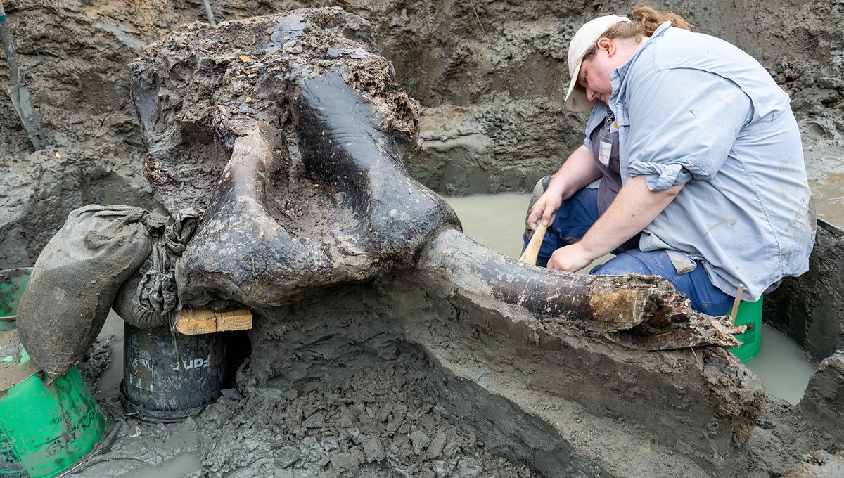 A Beautifully Preserved Mastodon Skeleton Has Been Unearthed In Iowa ...