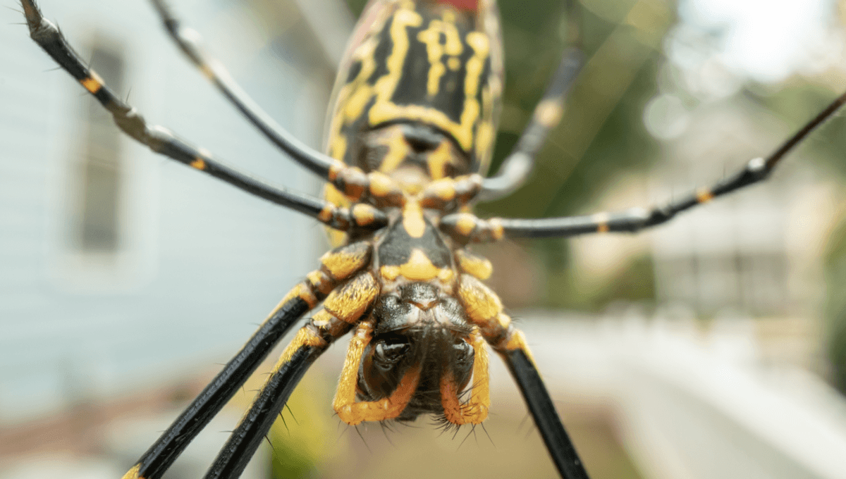 The Giant Joro Spider: How Big Are They And Why Are They Spreading ...